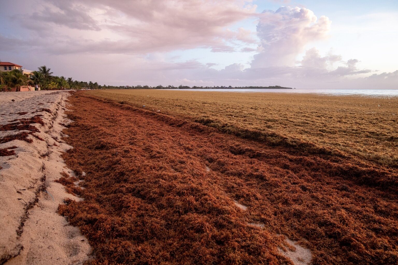 Stunning photos show Sargassum seaweed bloom nearing Florida beaches ...