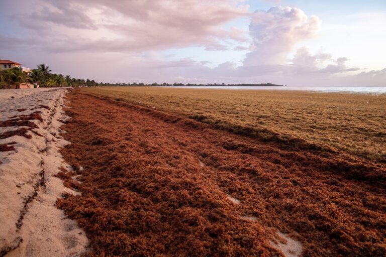 Stunning photos show Sargassum seaweed bloom nearing Florida beaches ...