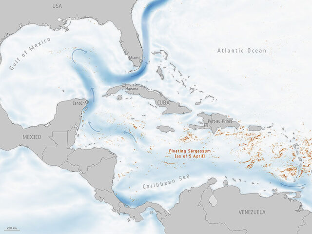 Stunning photos show Sargassum seaweed bloom nearing Florida beaches ...