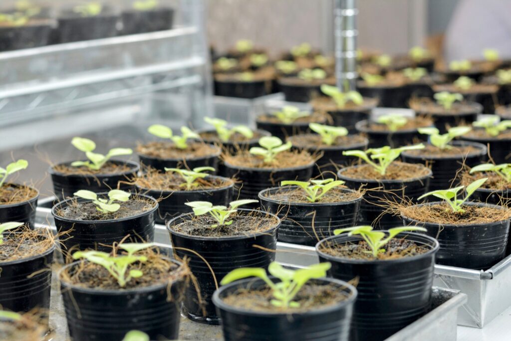 Modified plants produce pheromones to confuse pests • Earth.com