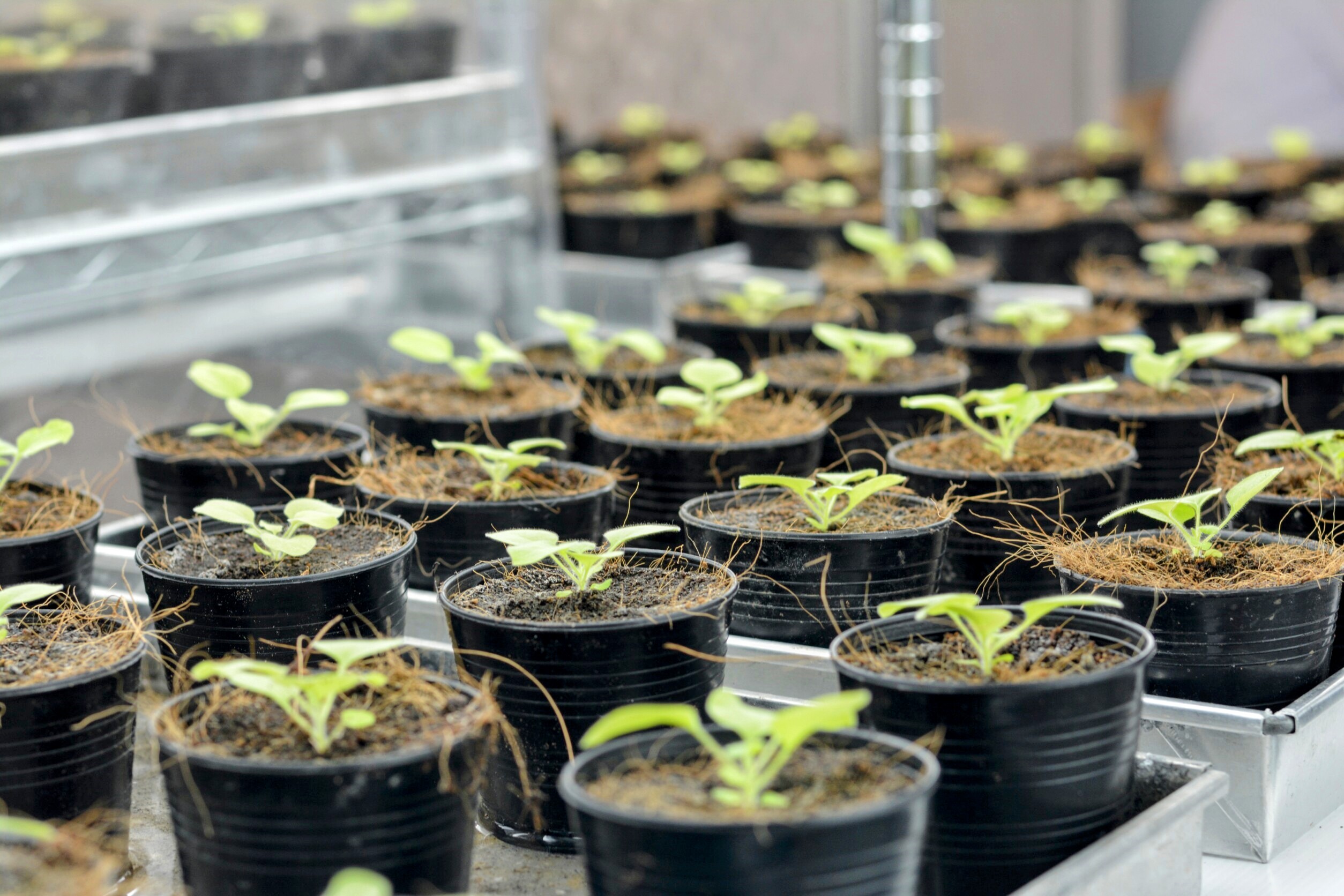 Modified plants produce pheromones to confuse pests - Earth.com