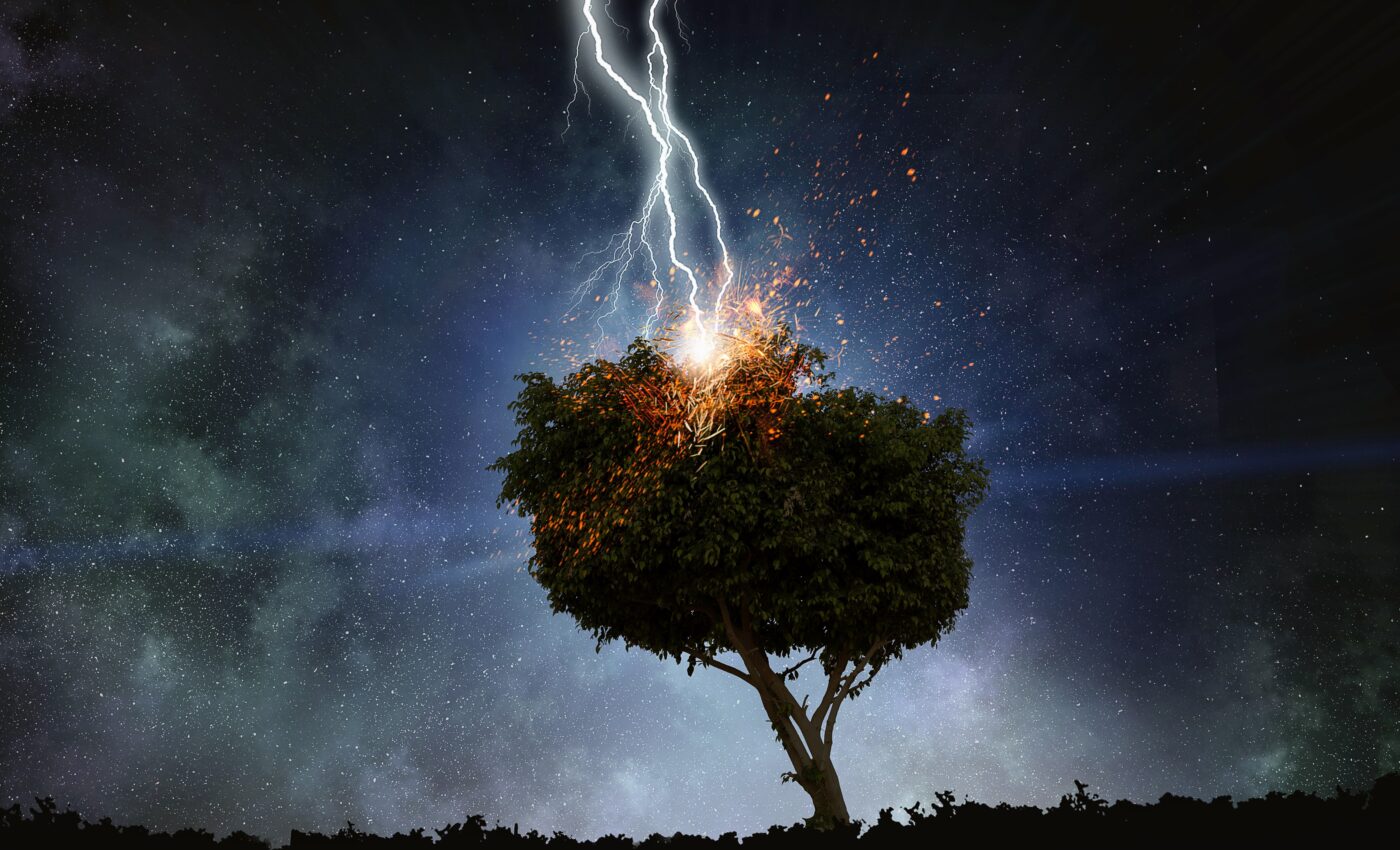 What To Do When Lightning Strikes A Tree