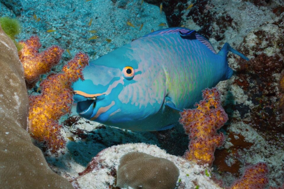 Poo from fish that eat coral is beneficial for coral reefs • Earth.com