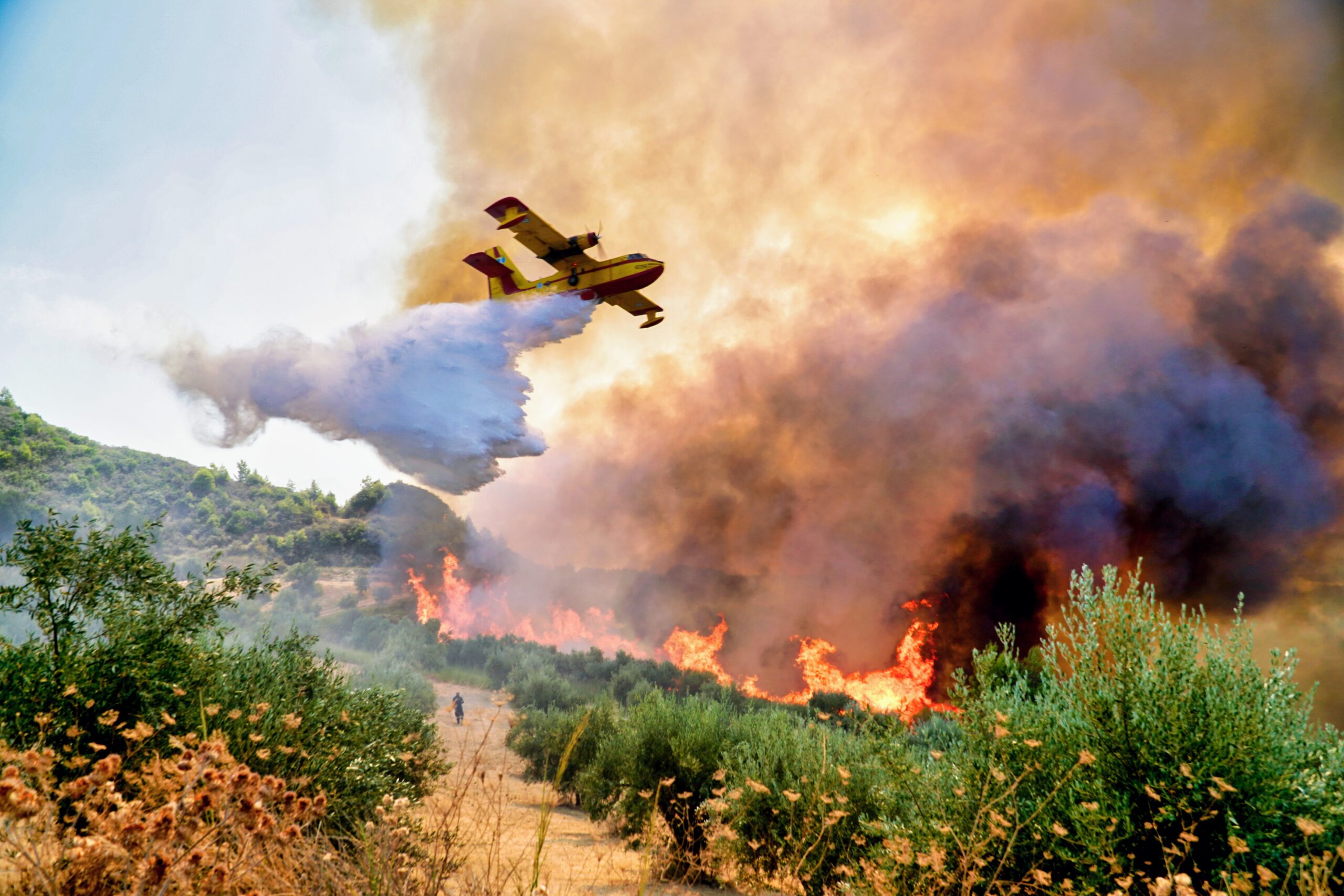 Wildfires ultimately benefit plant and animal diversity - Earth.com