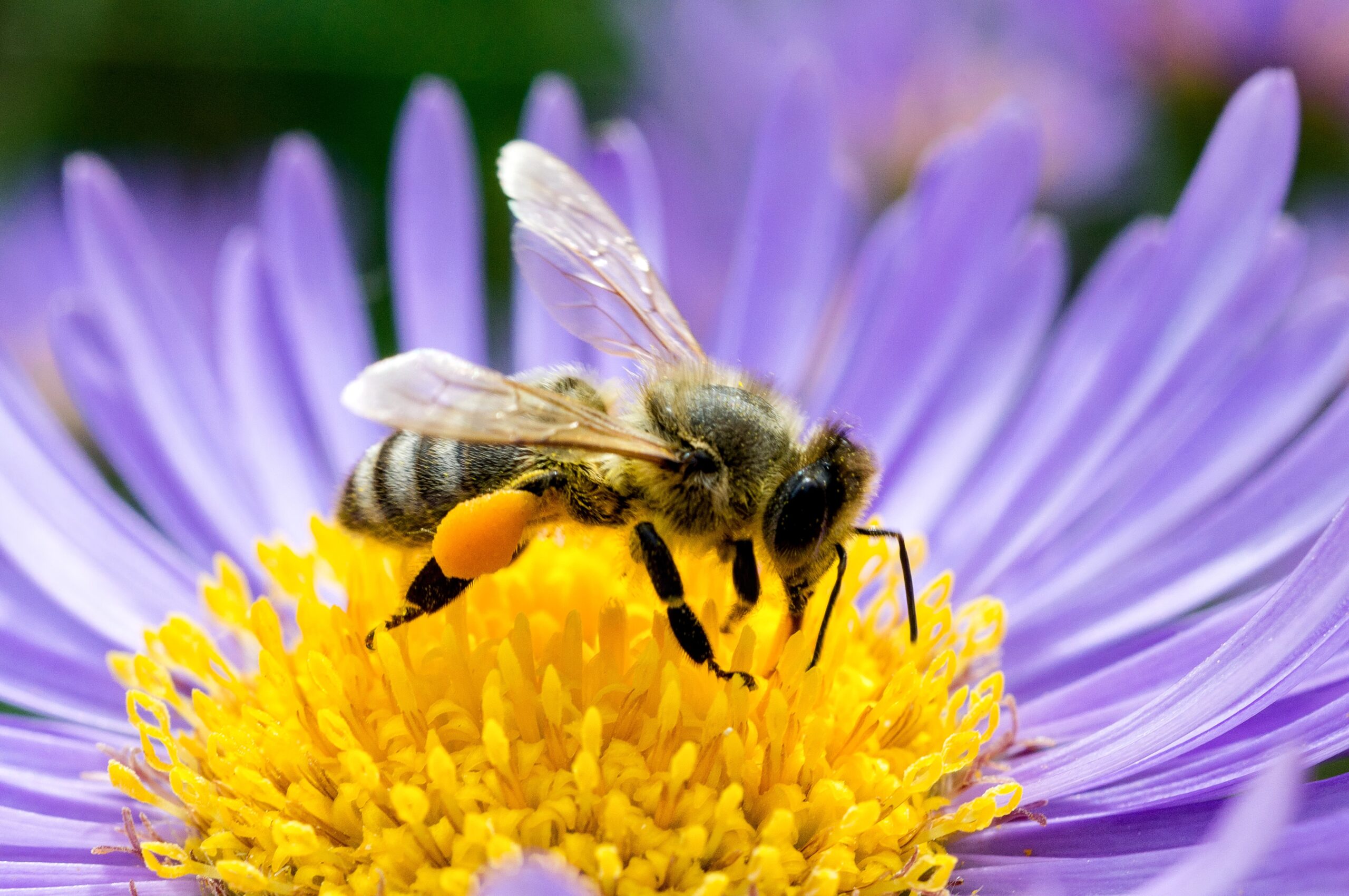 Stop signals decrease dopamine levels in honeybees - Earth.com