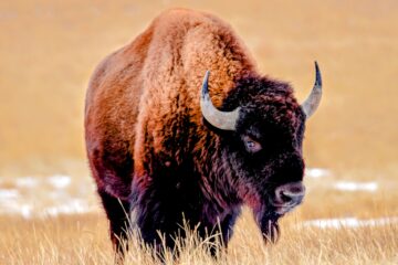 Plains bison are in danger from rising temperatures • Earth.com