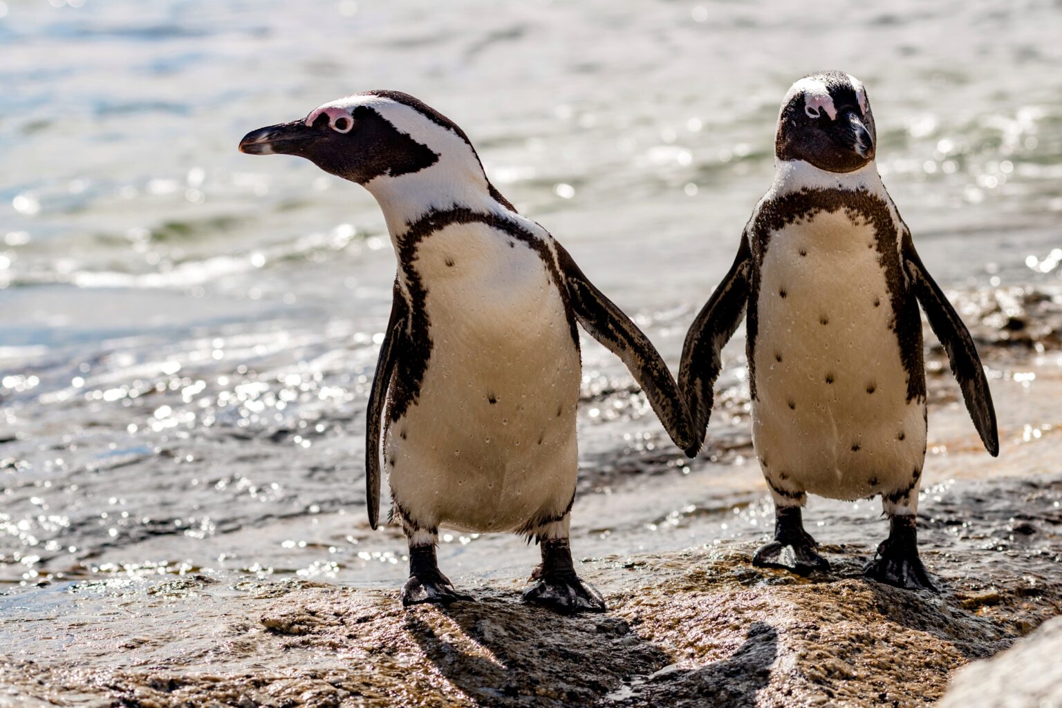 African penguins: Grave outlook for an endangered species • Earth.com