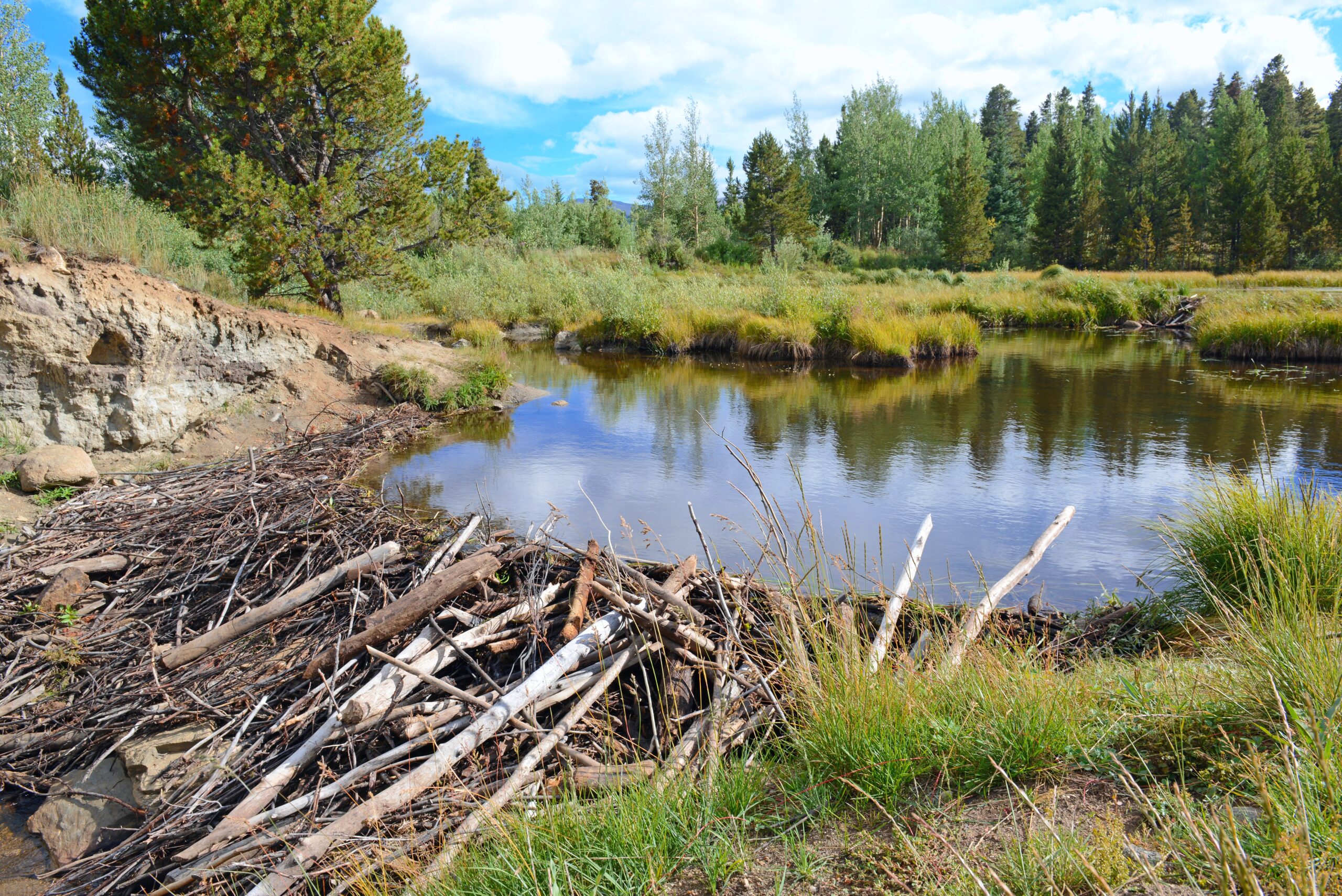 Which beaver ponds contribute to nitrogen pollution? - Earth.com