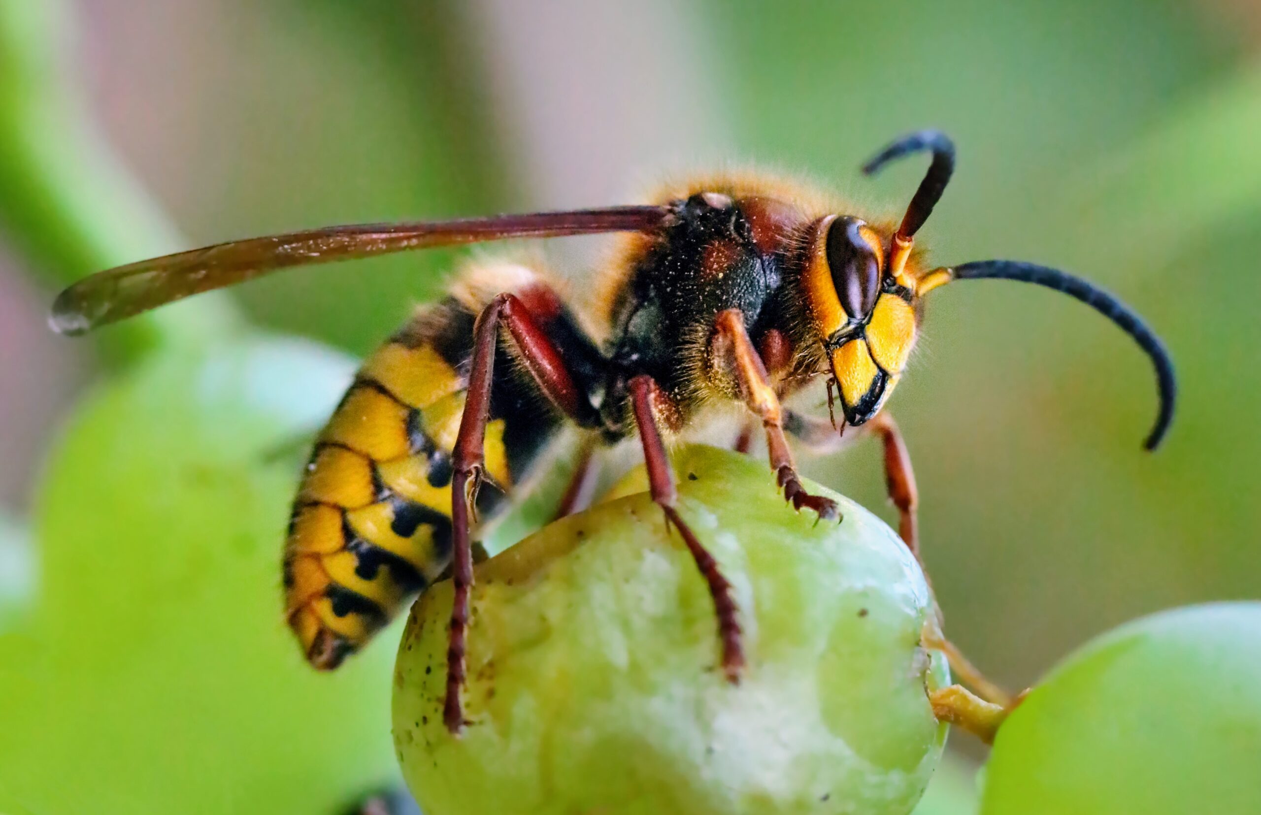 Hornet Hornet