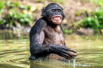 Study: Monkeys are much smarter than we thought they were • Earth.com