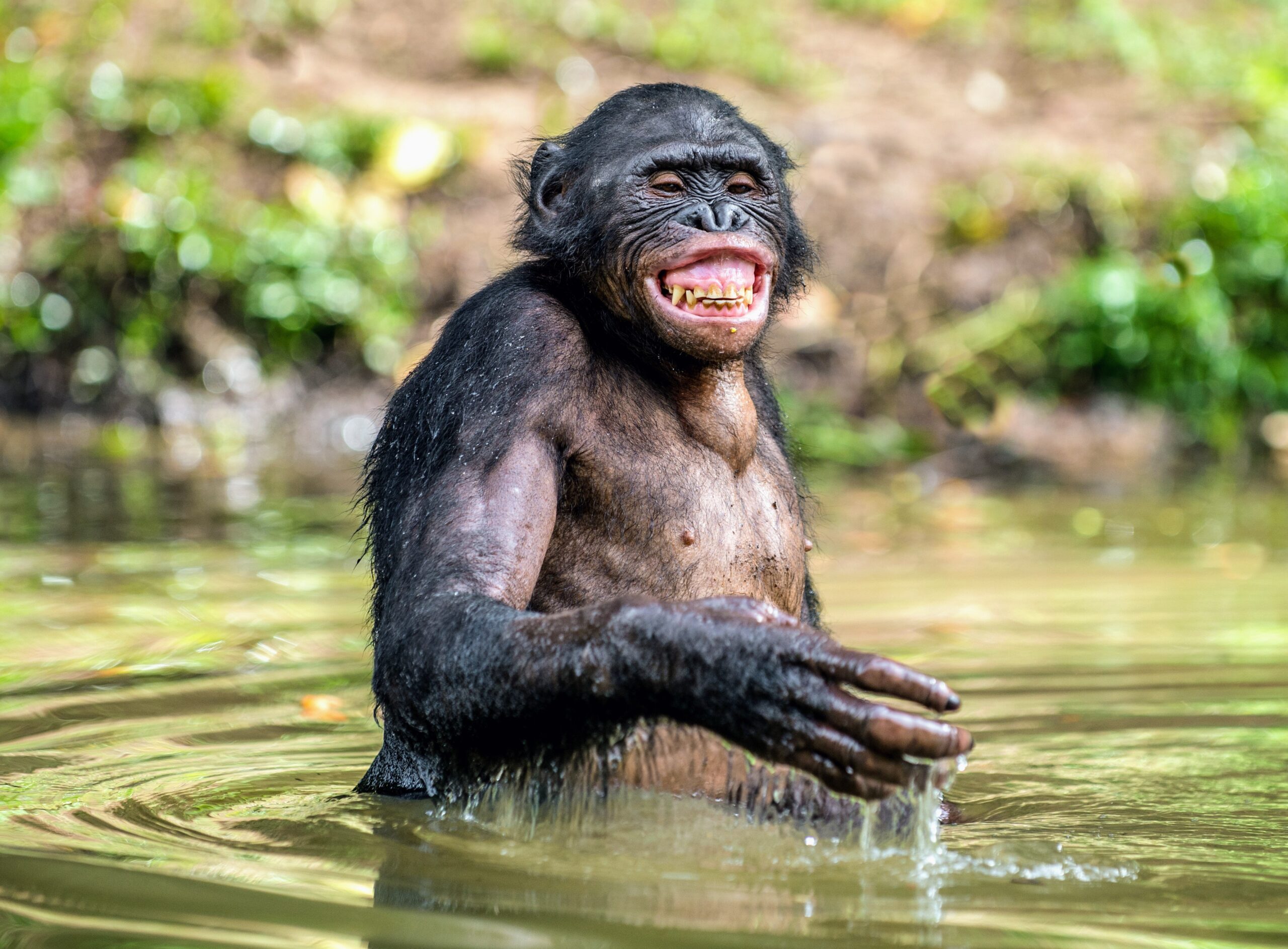 Study Monkeys Are Much Smarter Than We Thought They Were Earth Study Monkeys Are Much Smarter Than We Thought They Were Earth