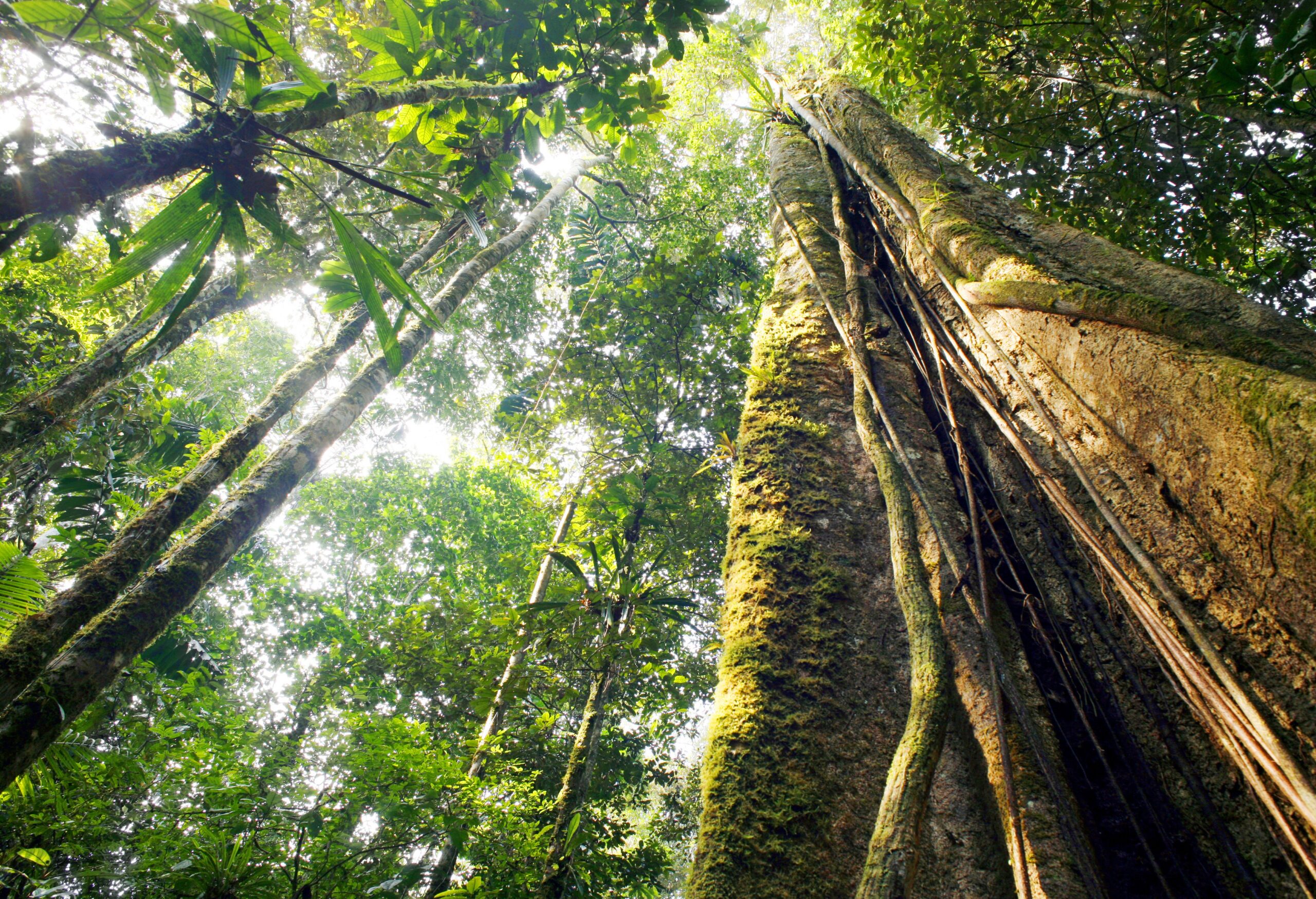 The Amazon rainforest and the looming threat of drought - Earth.com