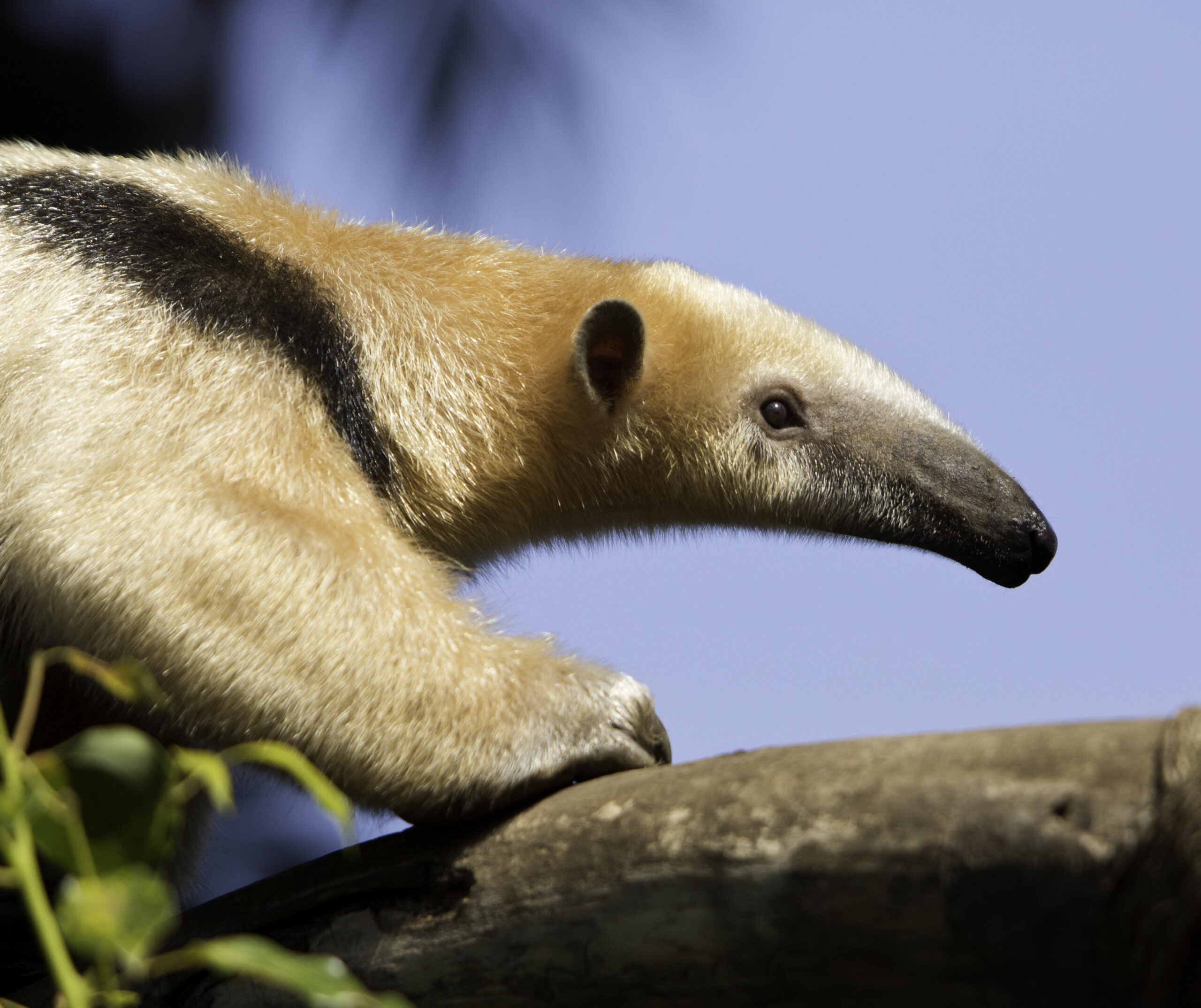 Colombian megafauna experienced "waves" of extinctions - Earth.com