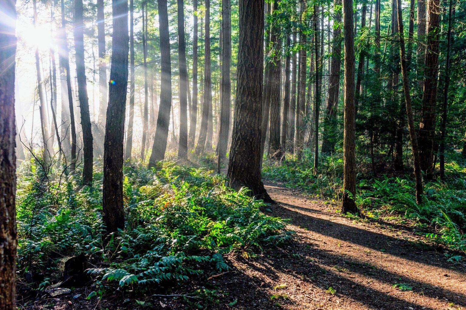 How does climate change alter Alaska’s boreal forest? • Earth.com