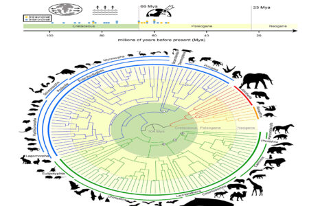 Mammalian tree of life traces evolution of mammals back 100 million ...