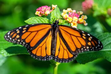 Global insect decline: What are the causes and consequences? • Earth.com
