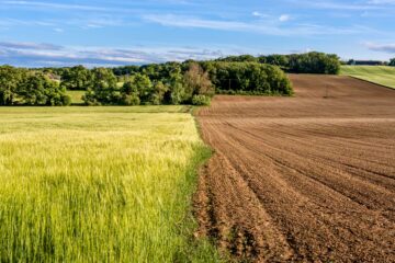 Fallow land can help save farmland birds • Earth.com