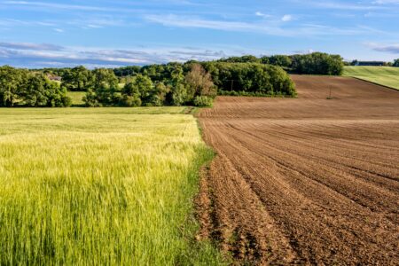 Fallow land can help save farmland birds • Earth.com