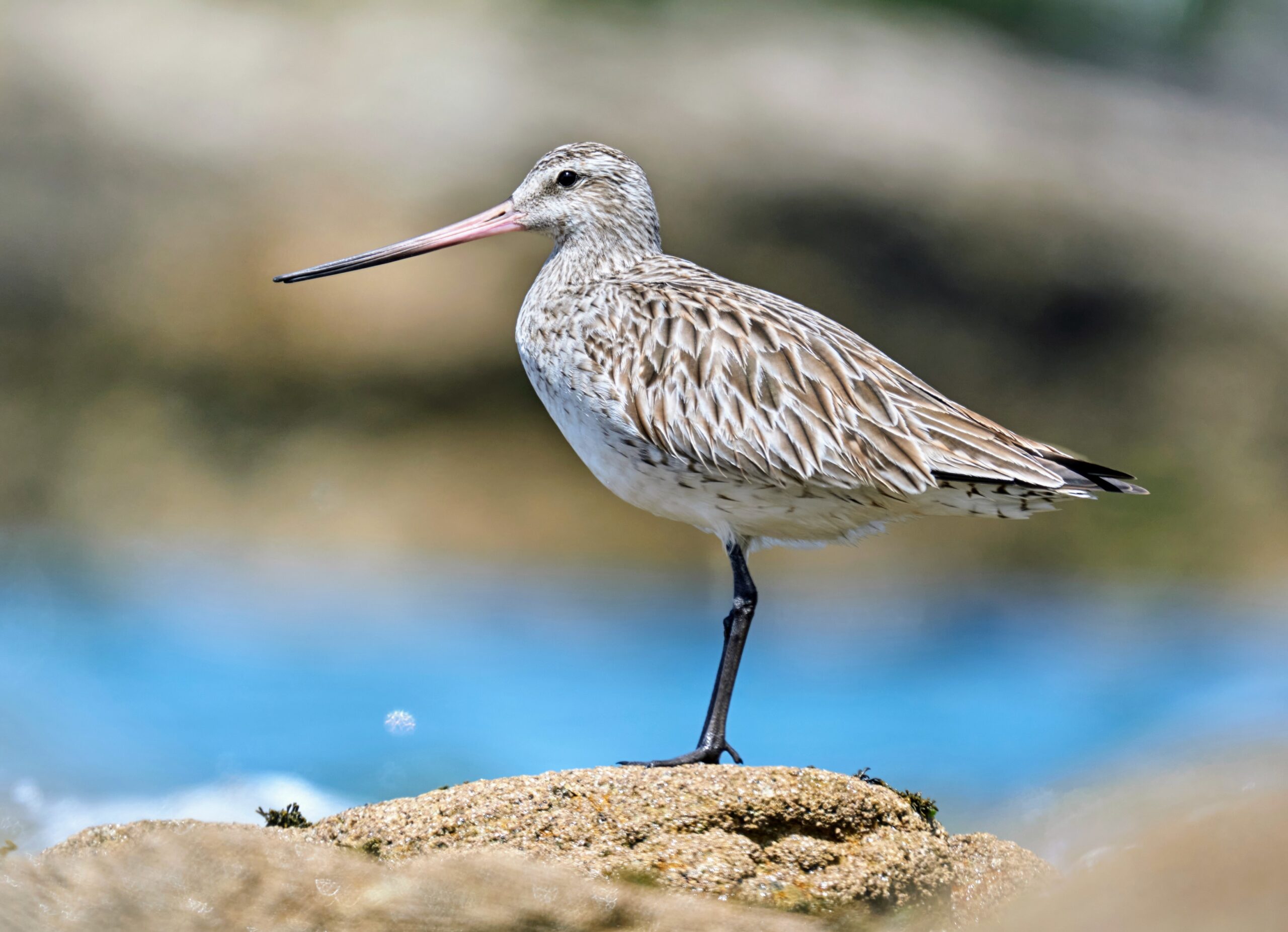 Migratory birds burn unexpected amounts of protein - Earth.com