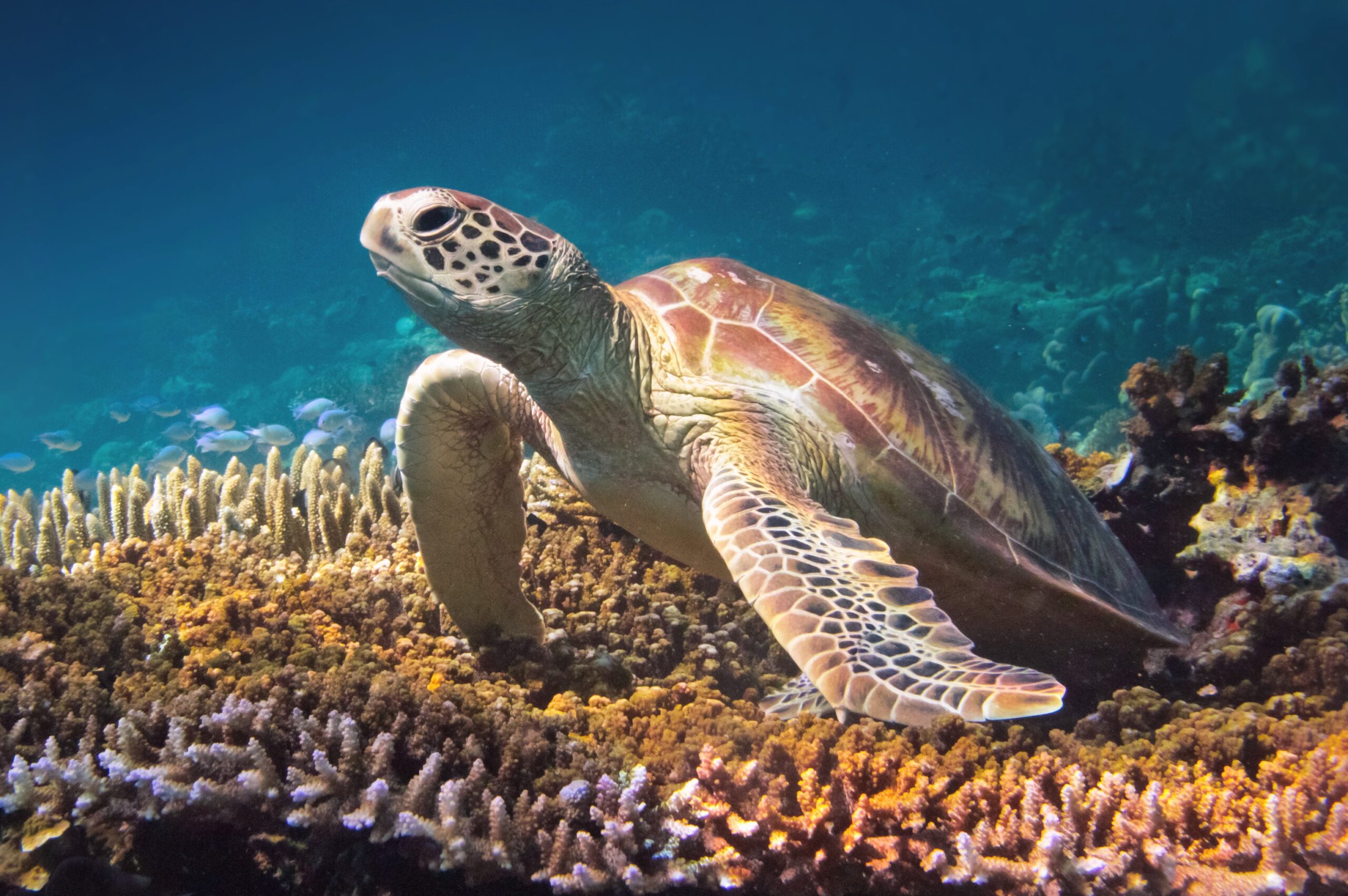 Sea level rise threatens turtle breeding grounds - Earth.com