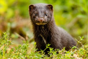 Invasive American mink has spread throughout Europe • Earth.com