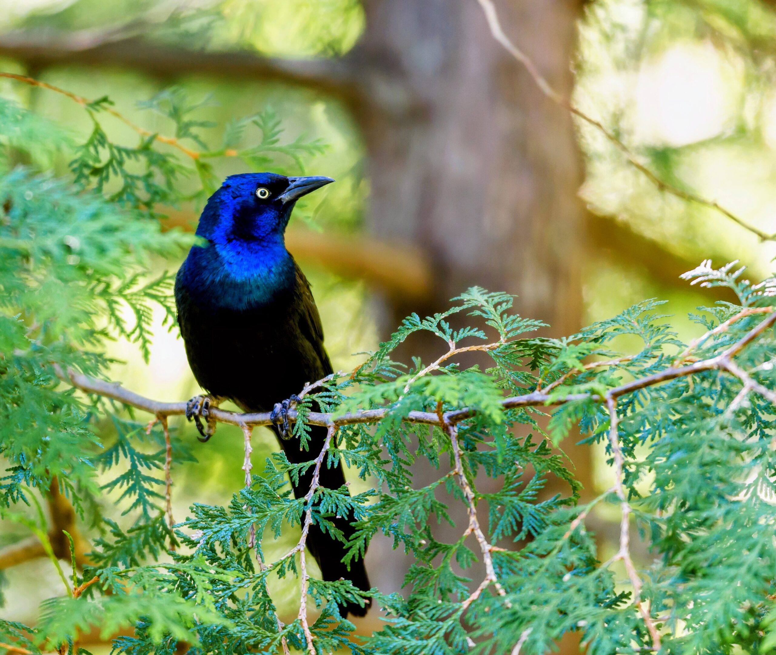 Body sizes and shapes of birds are shrinking as the Earth warms - Earth.com