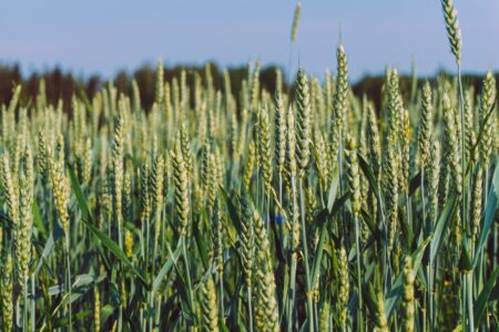 Plant pollen may help clouds form, impacting climate change • Earth.com