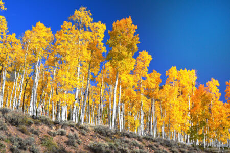 Listening to the largest and oldest tree on Earth – what does it have ...