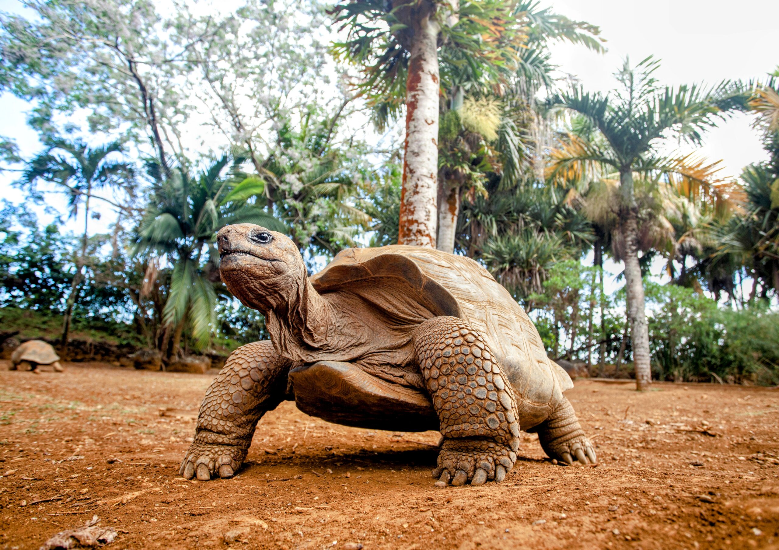 Nature seems to favor the biggest and the smallest forms of life ...