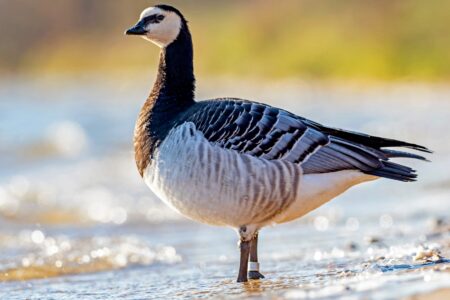 Avian influenza has evolved into a persistent global threat • Earth.com