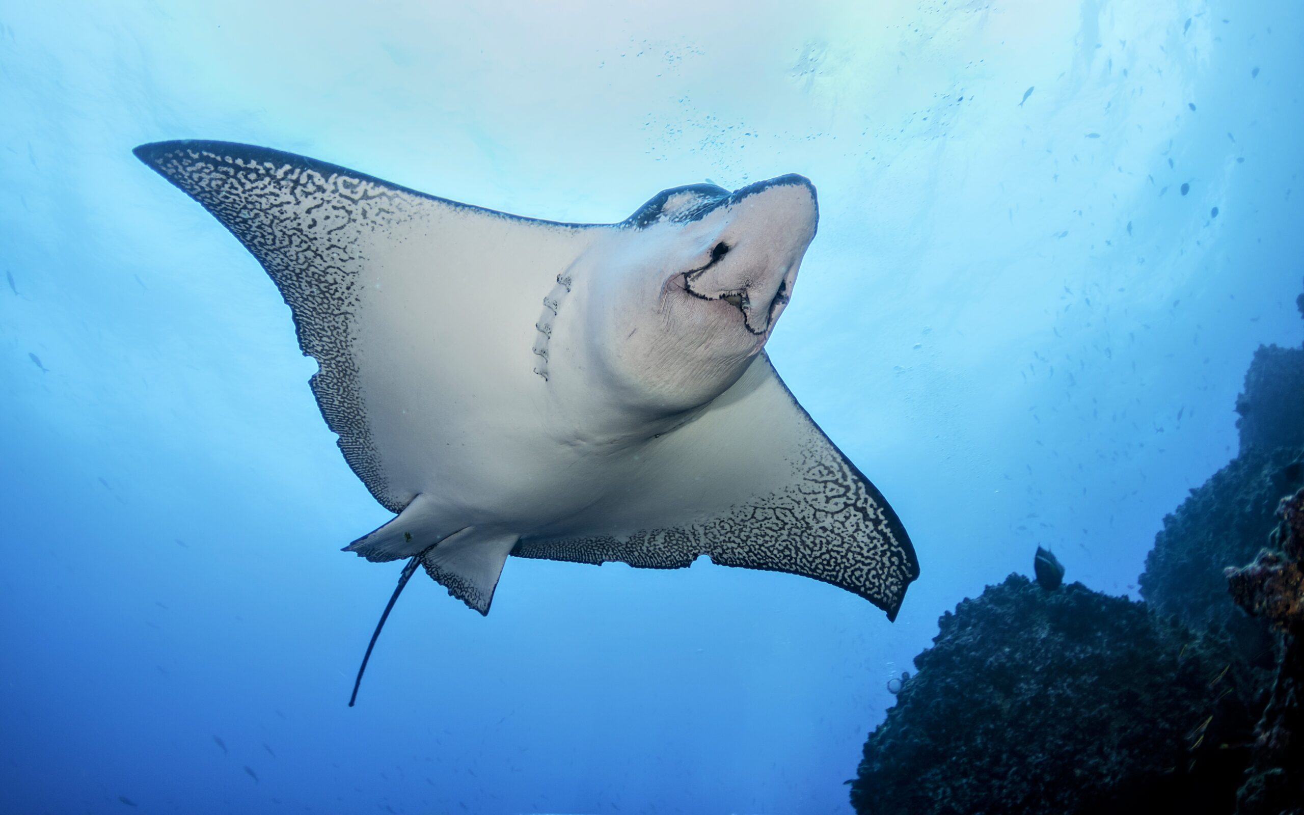 Clam production possibly threatened by migrating rays - Earth.com