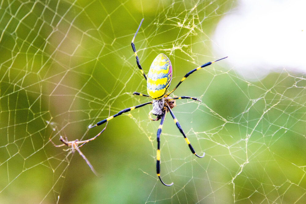 Joro spiders: They may be massive, but they are gentle giants • Earth.com