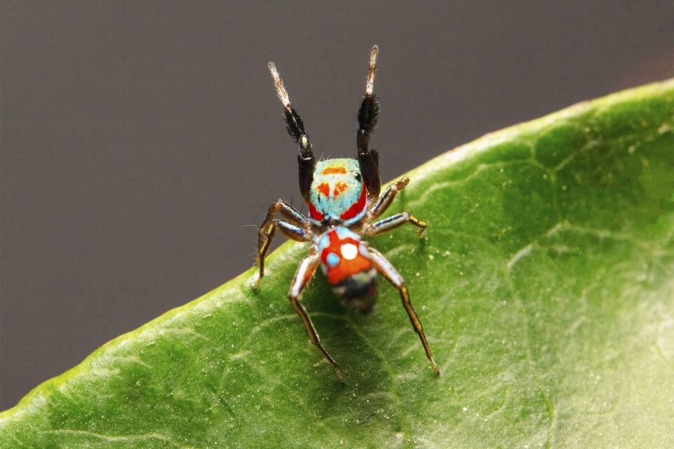Beautiful, mysterious creature discovered, but what exactly is it ...
