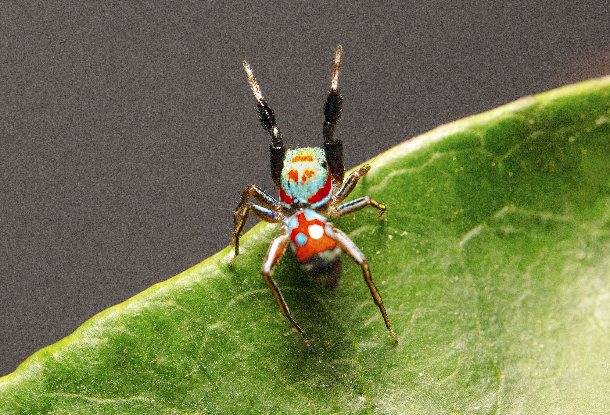 Beautiful, mysterious creature discovered, but what exactly is it ...