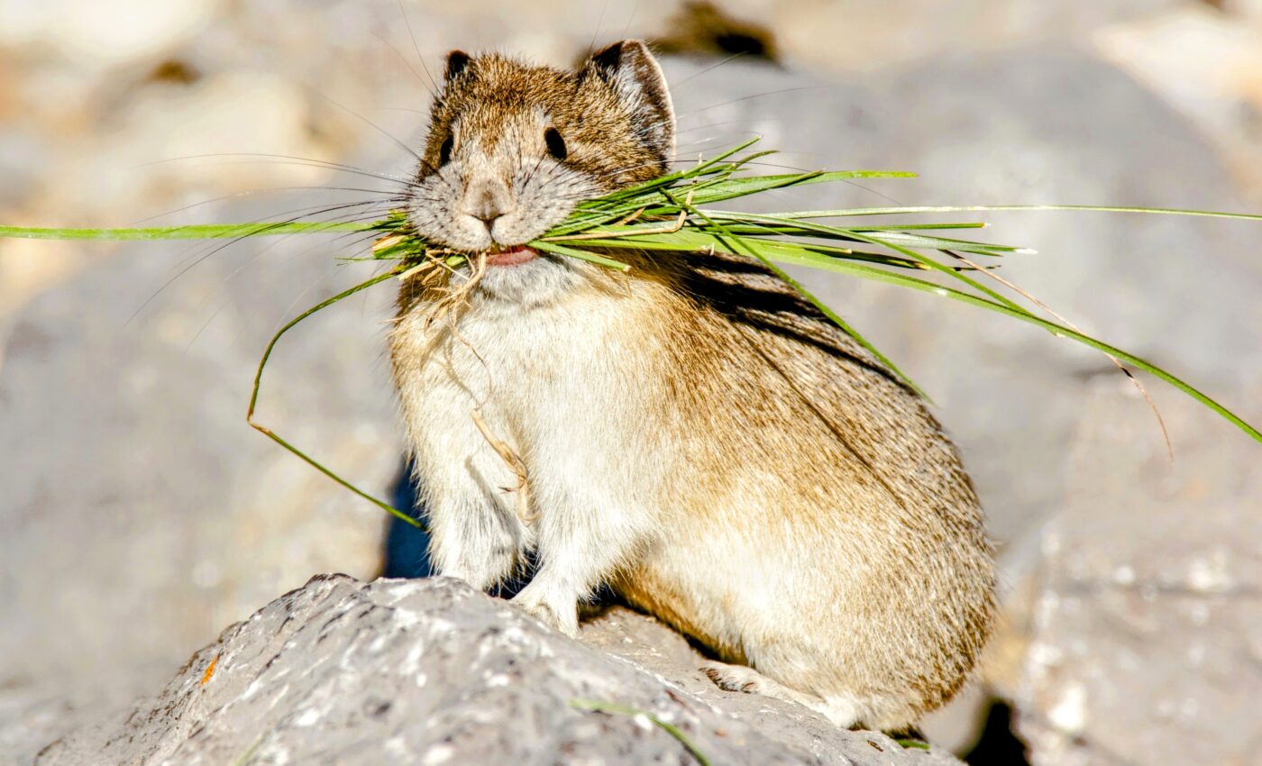 Burrowing Animals List