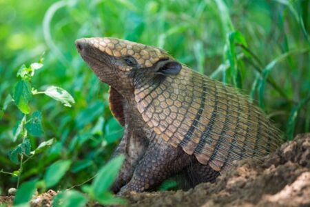 African spiny mice have the same defense armor as armadillos • Earth.com