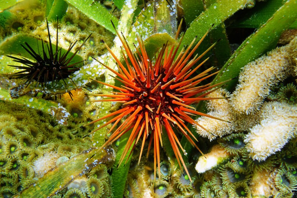 Deep sea surveys identify over 5,000 species in future mining hotspot ...