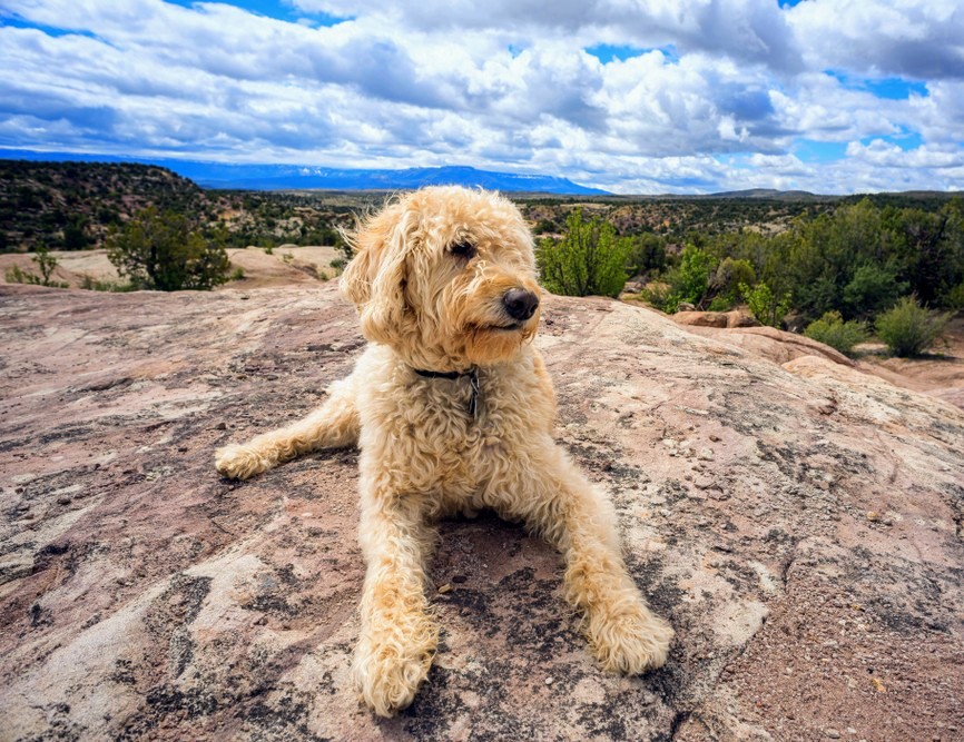 Unleashing affection: The most dog-loving states in America - Earth.com