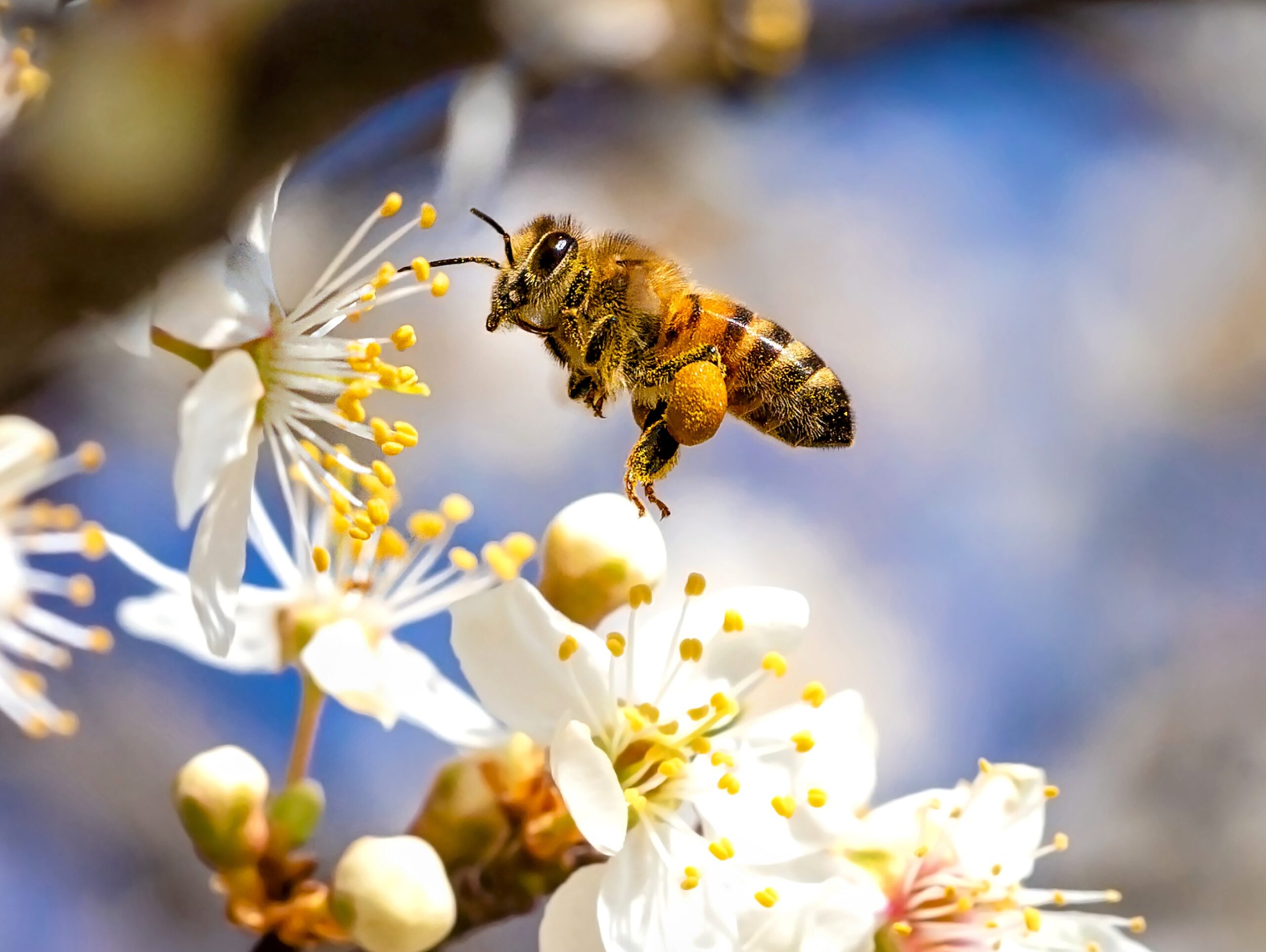 How do flying insects fight the wind to reach food? - Earth.com