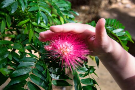 Plants can sense when something touches them, despite not having nerves ...