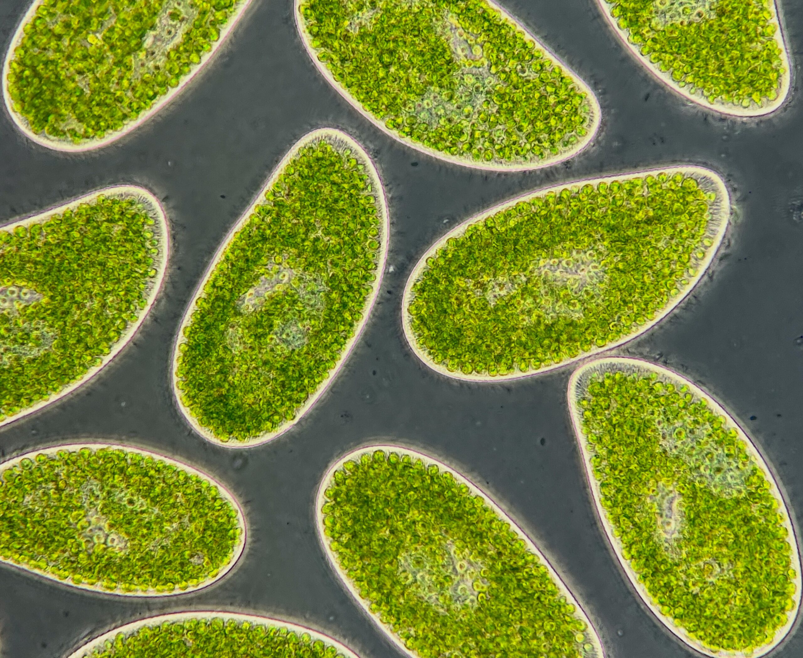 Rising temperatures may flip plankton into carbon emitters - Earth.com