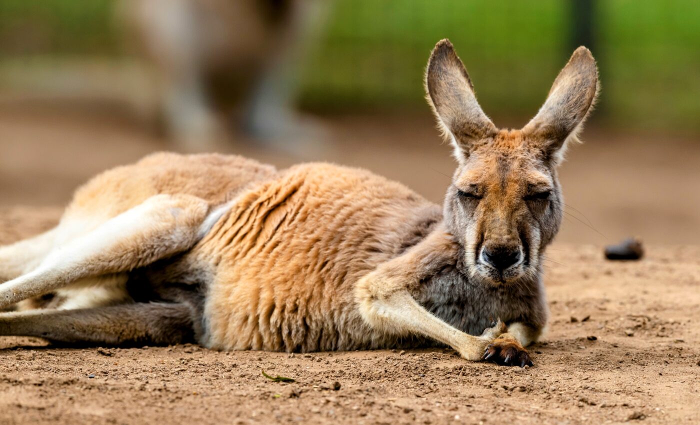Red Kangaroo Feet Red Kangaroo Australia Zoo
