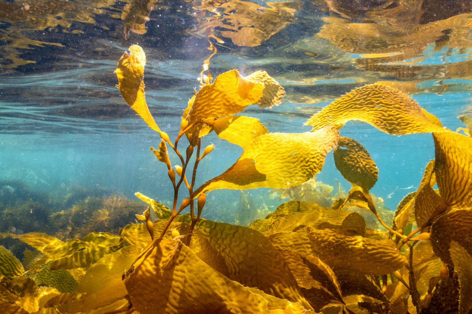 Restoration of underwater seaweed forests offers hope for the future ...