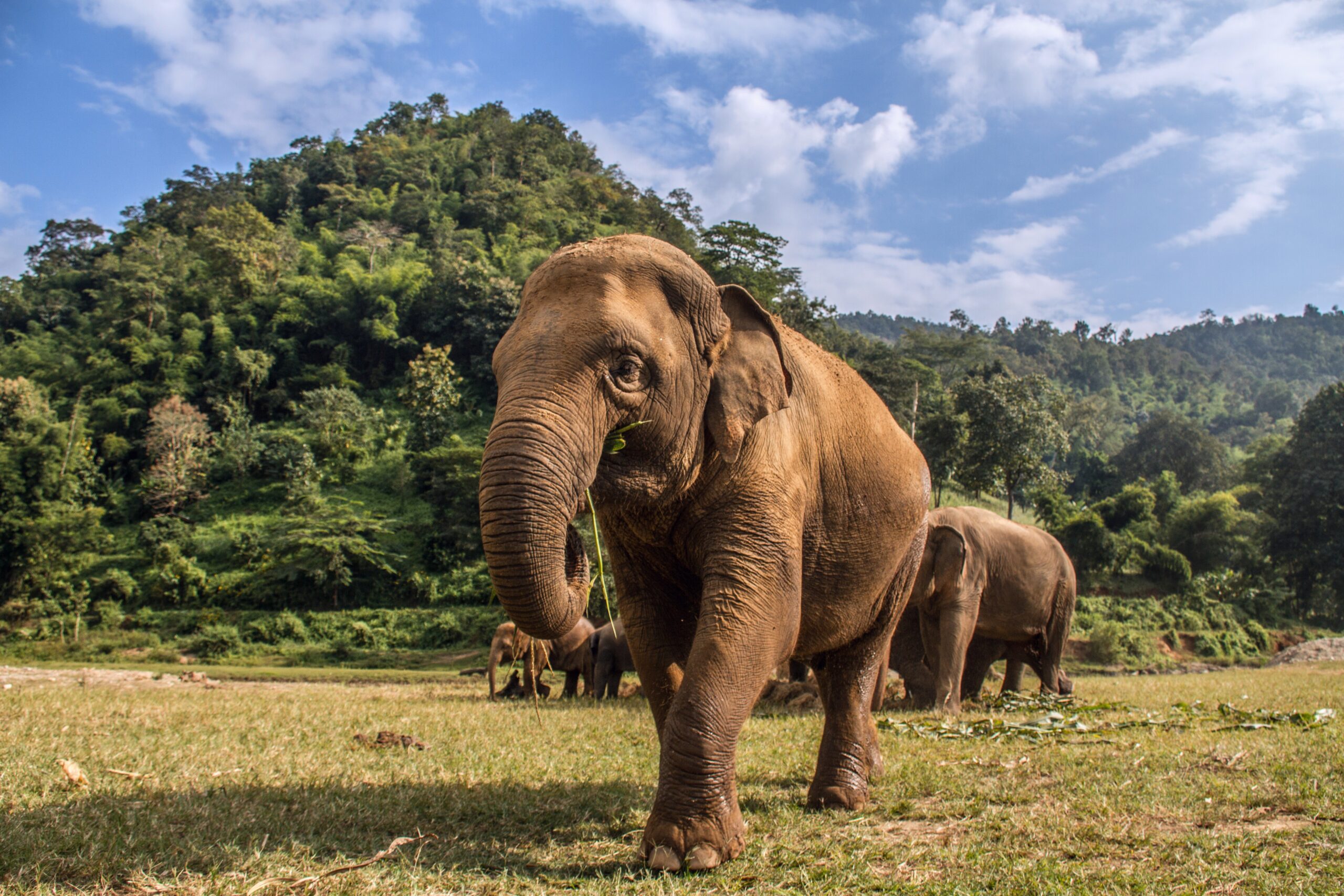 Protecting existing nature parks is just as important as creating new ...