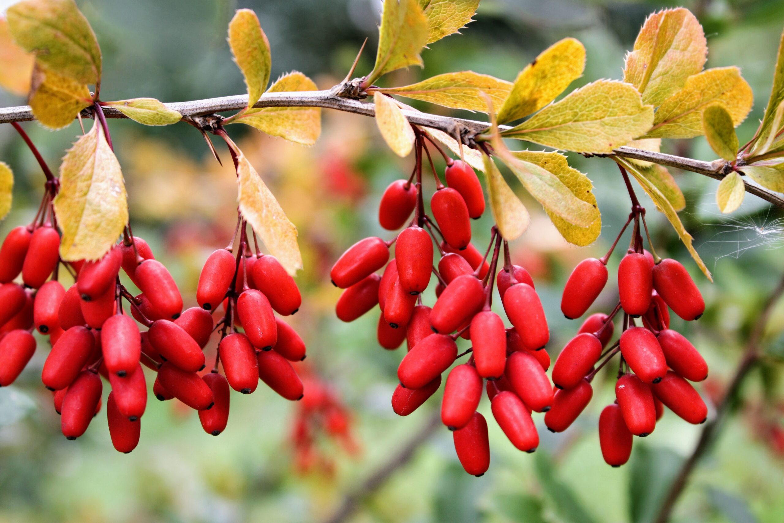 Berberine Berberine