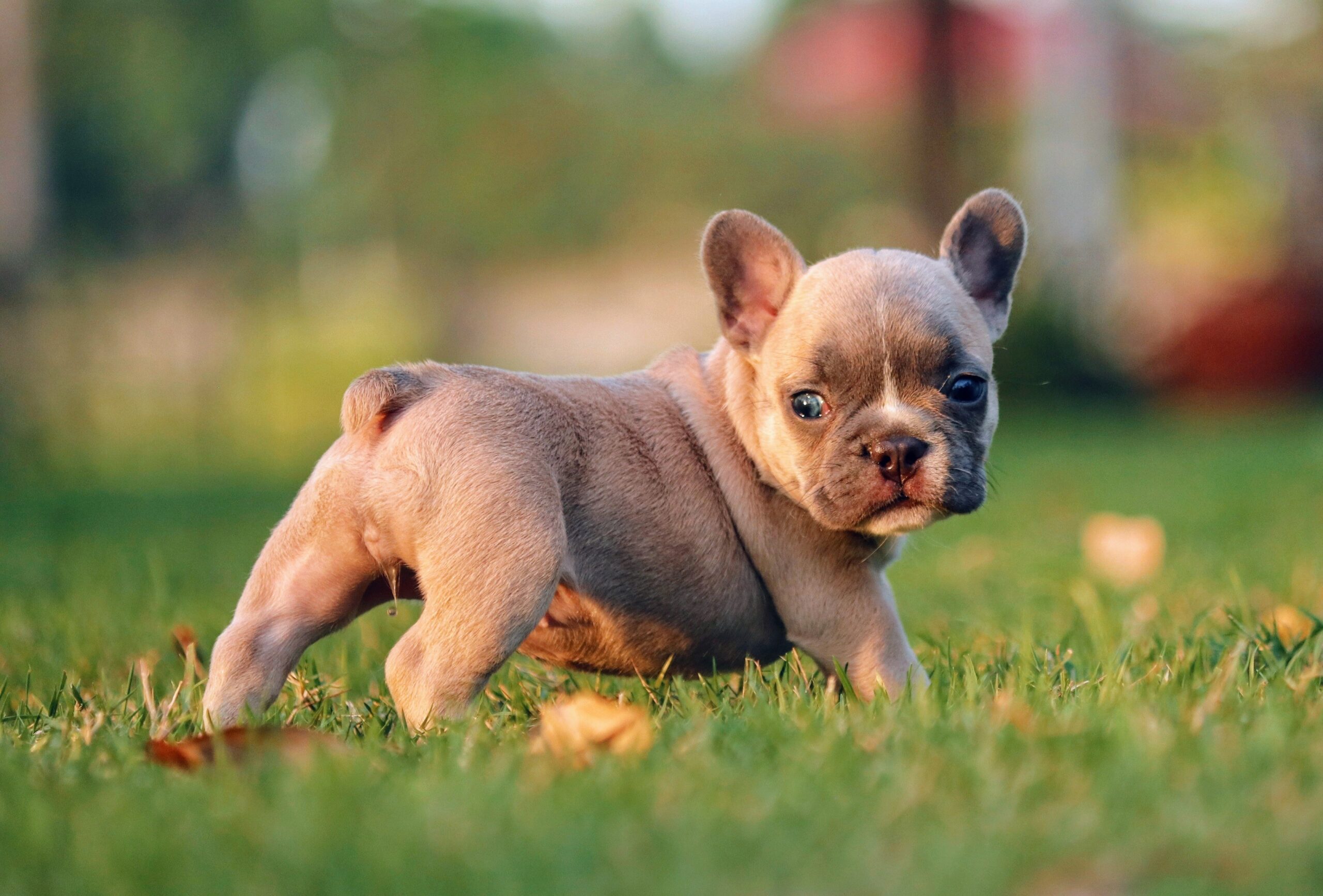 Flat-faced dogs remain wildly popular despite severe health risks ...