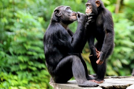 Young chimpanzees and humans learn to communicate in the same way