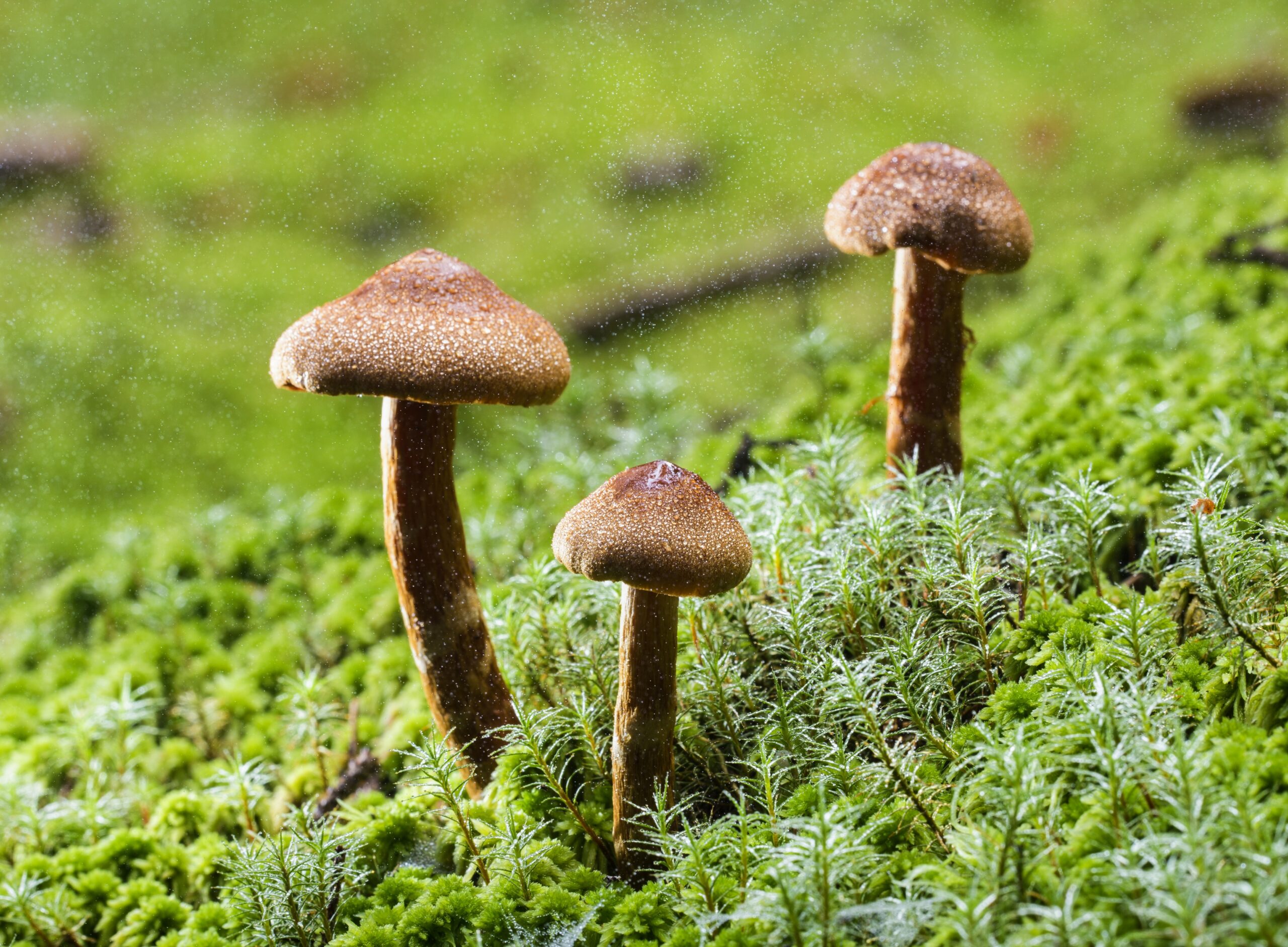 Hallucinogen use is on the rise among young adults - Earth.com