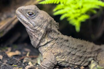 Ancient reptile Rhynchosaur died off before the dinosaurs due to weak ...