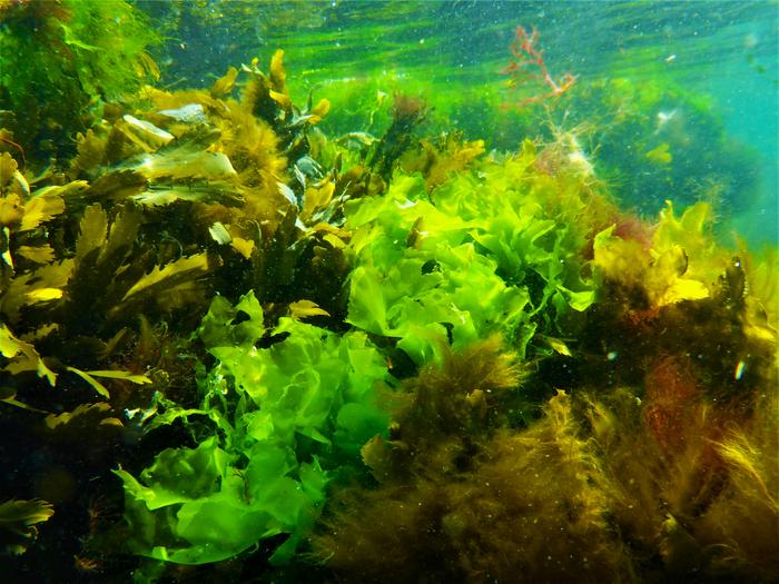 Biologists discover 20 new species of sea lettuce, a potential new food ...